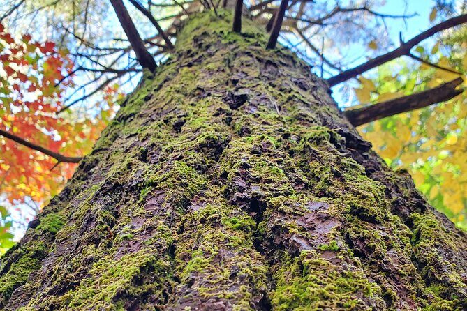 Transformative Forest Escape: A Mindful Journey for Inner Calm - An In-Depth Look at the Vermont Forest Immersion
