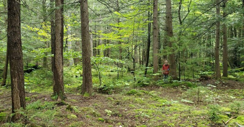 Transformative Forest Escape: Rebalance, Connect, Renew - Benefits of the Experience