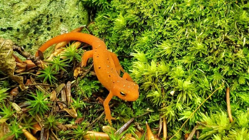 Transformative Forest Escape: Rebalance, Connect, Renew - Who Will Love This Tour?