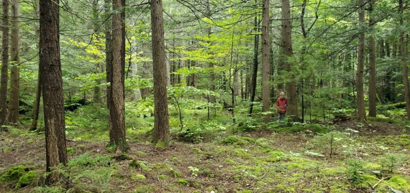 Transformative Forest Escape: Rebalance, Connect, Renew - FAQ