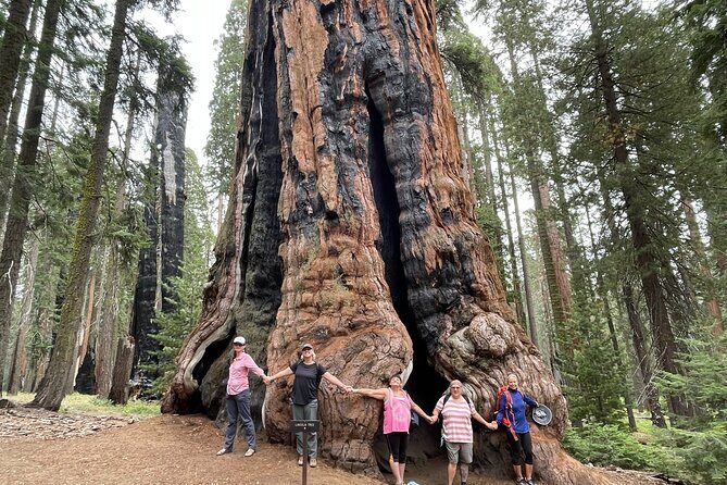 Transformative Outdoor Day Retreat Among the Giant Sequoias - A Deep Dive into the Experience