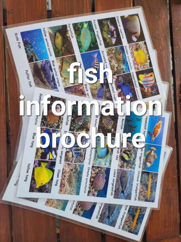 Transparent kayak and stand up paddle rental - FAQs