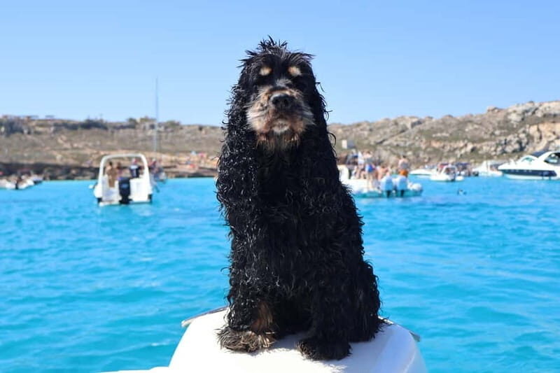 Trapani: favignana and levanzo boat tour - Who Will Love This Tour?