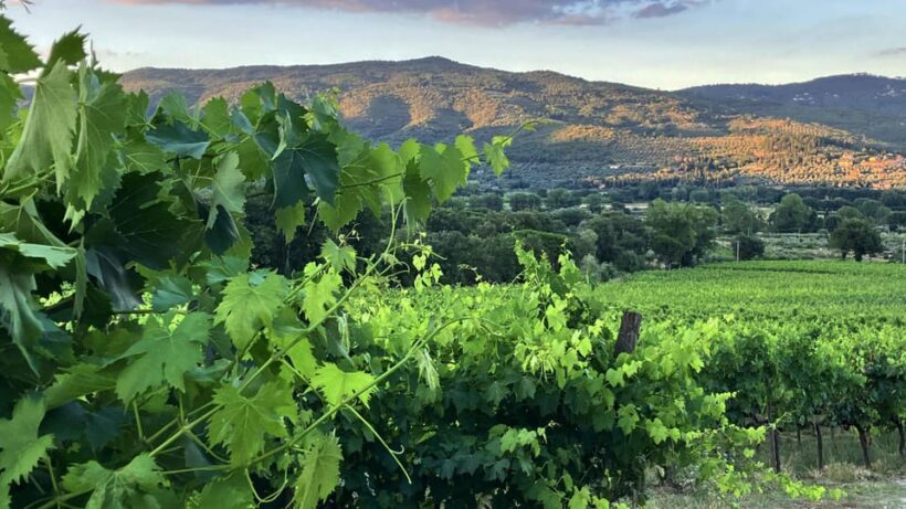 Trasimeno: Light Lunch, Oil, And Wine Experience - FAQs
