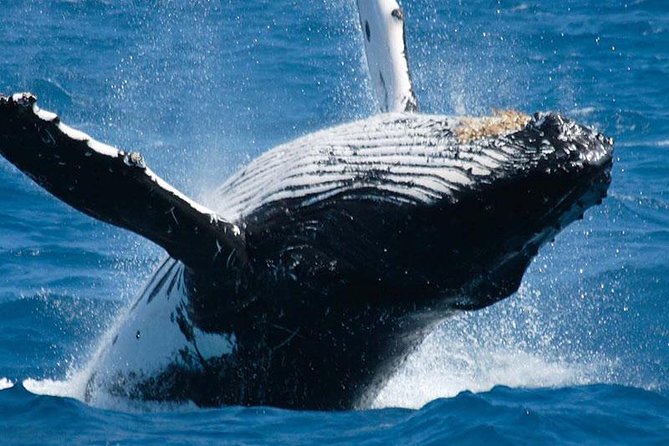 Travel Srilanka WITH Shanaka - A Practical Guide to What You Can Expect