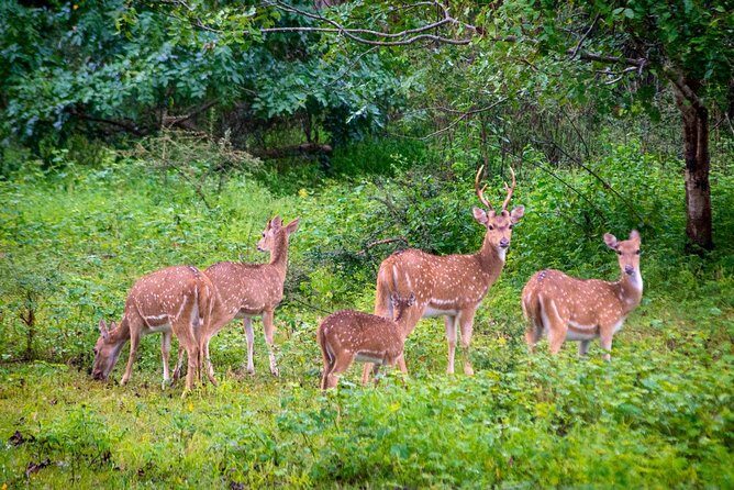 Travel to Ella from Galle with Udawalawe national park safari on the way - Practical Considerations & Tips