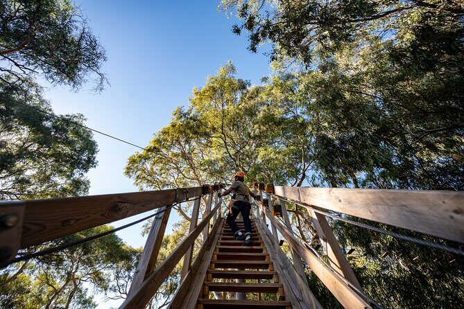 Tree Top Activity for Thrill Seekers and Adventurers in Adelaide - What to Expect on Your Treetop Adventure