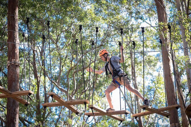 Treetops Adventure The Hills - Tree Ropes Course - Why You Might Like Treetops Adventure The Hills