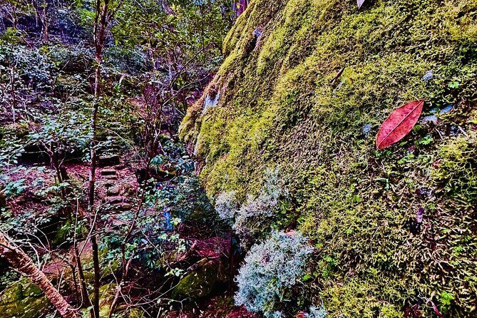 Trek Shoot and Soothe Hiking Tour from Springwood Blue Mountains - The Value of the Experience
