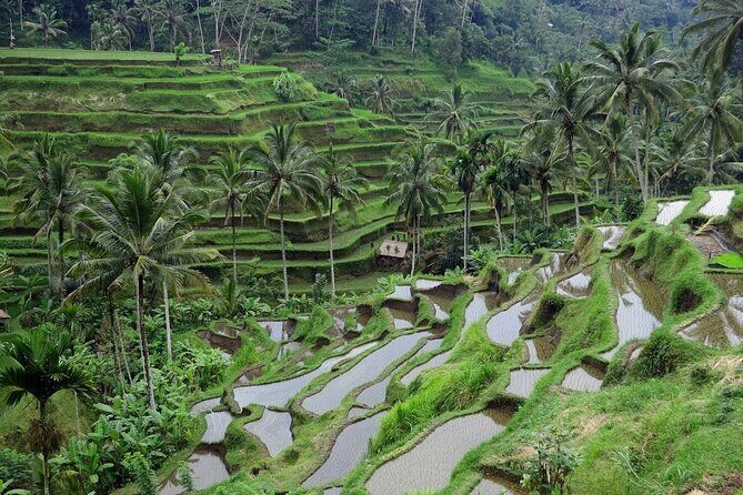 Trekking and Tegallalang Rice Terace Field Including Cascade Waterfall Tour - The Sum Up: Is This Tour Right for You?