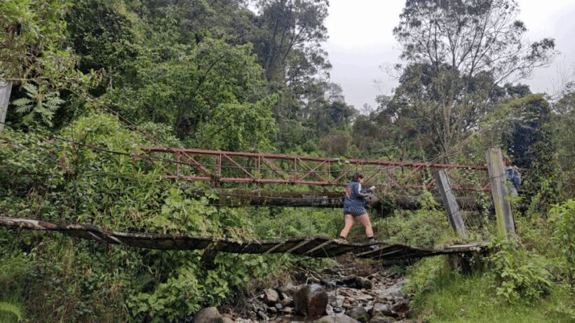 Trekking/Hiking in the Cocora Valley from Pereira or Armenia - Key Points