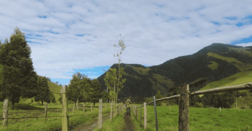 Trekking/Hiking in the Cocora Valley from Pereira or Armenia - Who Should Consider This Tour?