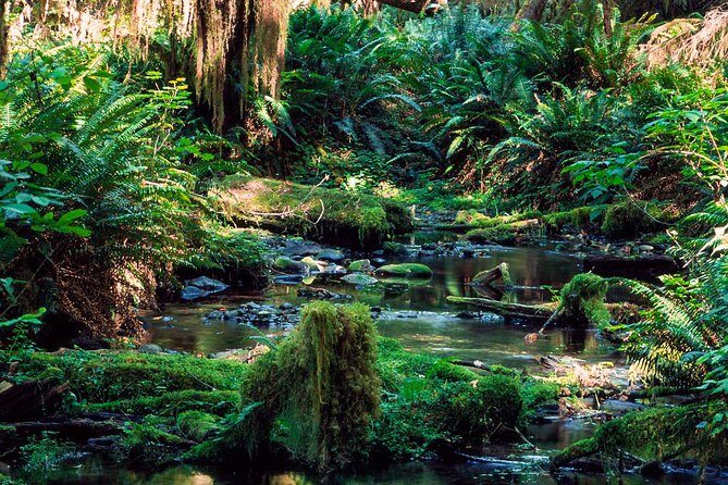 Trekking in Sinharaja Rainforest - Authentic Experiences and Potential Drawbacks