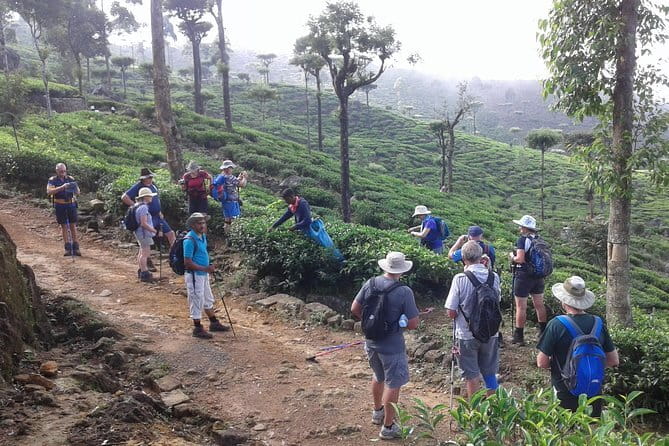 Trekking & Picnic in The Tea Plantation From Ella, Haputale & Bandarawela - The Sum Up