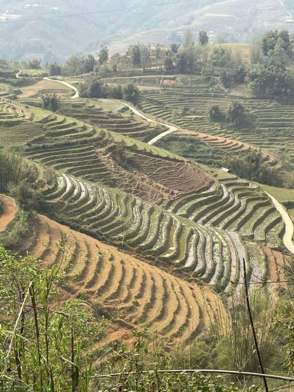 Trekking Sapa 1 Day With Local Guide, Terraced Rice Fields - FAQ