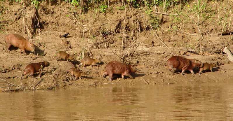 Trekking through the jungle and Lake Sandoval | Full Day - Key Points