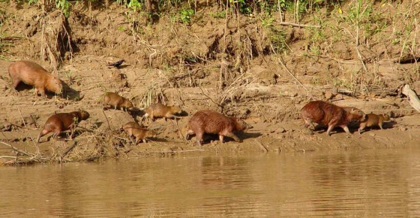 Trekking through the jungle and Lake Sandoval | Full Day - Visitor Experience and Feedback