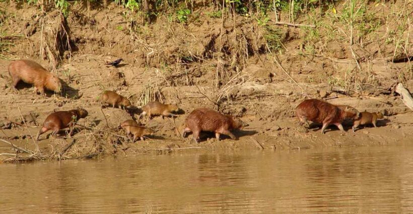 Trekking through the jungle and Lake Sandoval | Full Day - The Sum Up: Who Will Love This Tour?