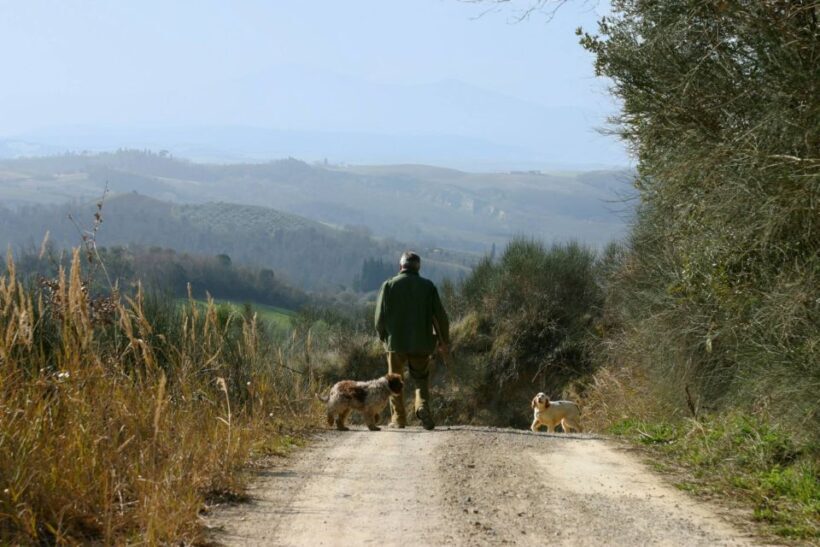 Trequanda: Tuscan Truffle Hunting Experience with Lunch - A Deep Dive into the Truffle Hunt Experience
