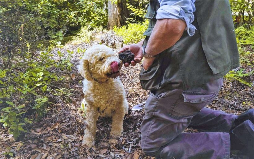 Trequanda: Tuscan Truffle Hunting Experience with Lunch - FAQ