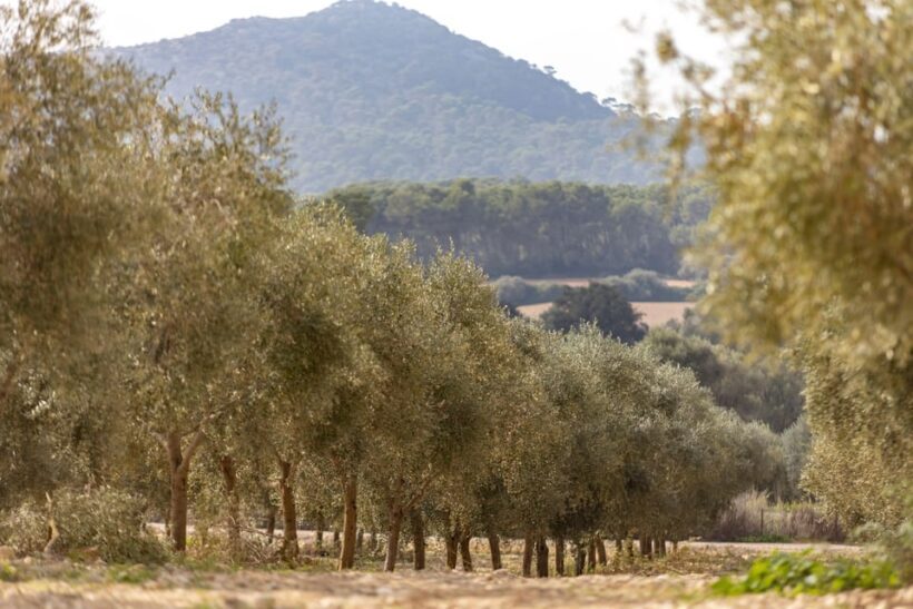 Treurer: Mediterranean barbecue Night - A Closer Look at the Tour Experience
