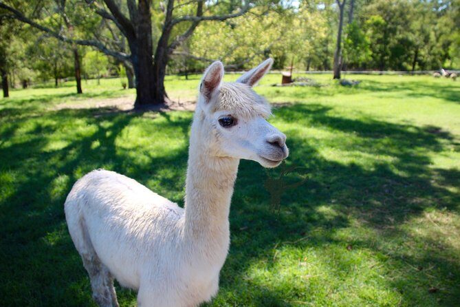 Trevena Glen 1hr Animal Tour - The Value of a Short, Focused Farm Visit