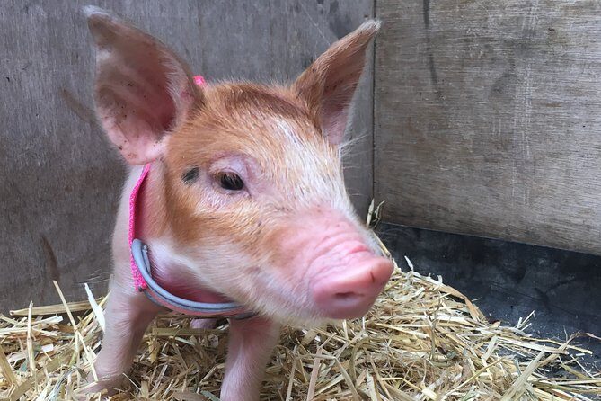 Trevena Glen 1hr Animal Tour - Practical Tips for Visitors
