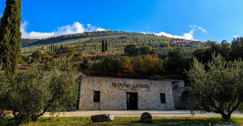 Trevi: Guided tour and tasting at Frantoio Gaudenzi - An In-Depth Look at the Tour Experience