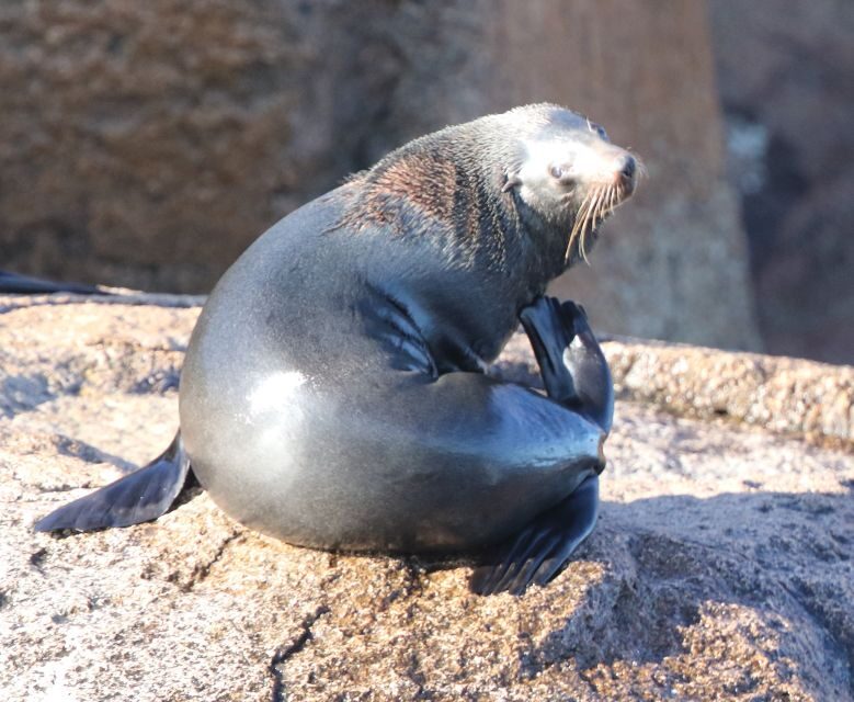 Triabunna: Maria Island and Ile Des Phoques Day Trip by Boat - FAQs