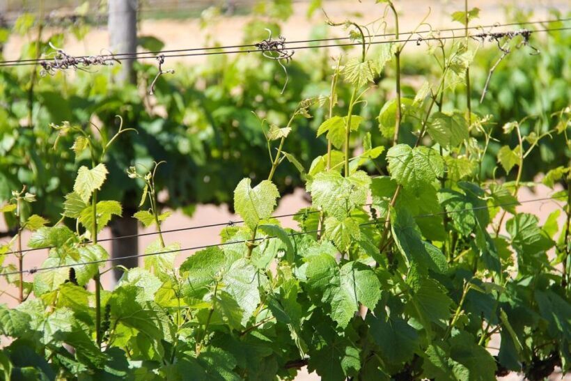Trieste: Cividale Del Friuli and Wine Tastings - Final Thoughts