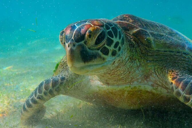Trinco Tour A - Snorkeling & Island Hopping tour - The Sum Up: Is It Worth It?
