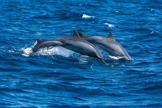 Trinco Tour B - Whales, Dolphins & Snorkeling tour - Key Points