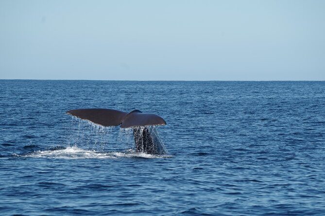 Trinco Tour B - Whales, Dolphins & Snorkeling tour - Who Will Enjoy This Tour?