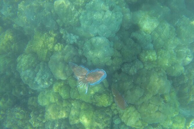 Trinco Tour B - Whales, Dolphins & Snorkeling tour - The Sum Up: Who’s This Tour Best For?