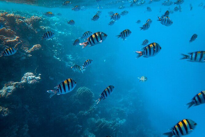 Trinco Tour B - Whales, Dolphins & Snorkeling tour - FAQs