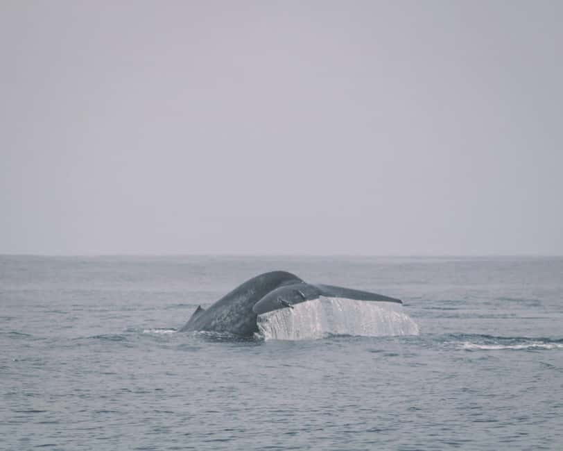 Trincomalee: Dolphin & Whale Watching Boat Tour - Final Thoughts: Is It Worth It?