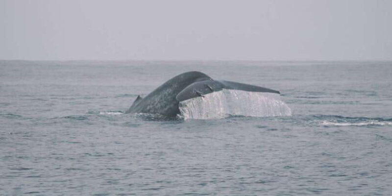 Trincomalee: Dolphin & Whale Watching Boat Tour - Key Points