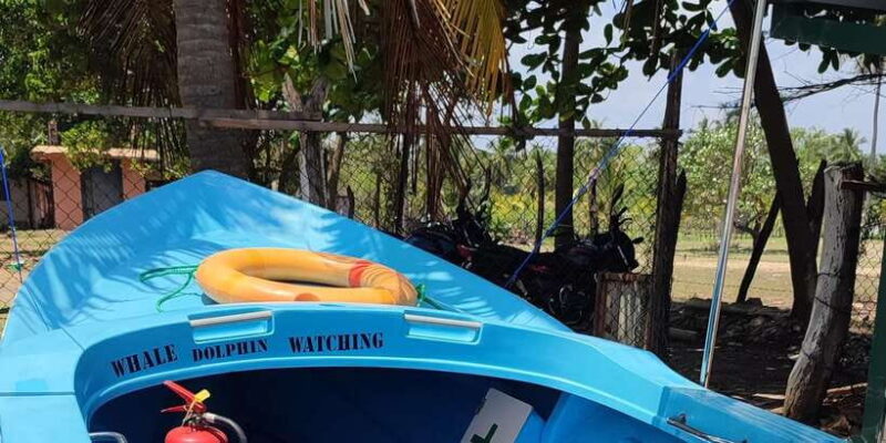 Trincomalee: Dolphin & Whale Watching Boat Tour - The Breakdown of the Itinerary