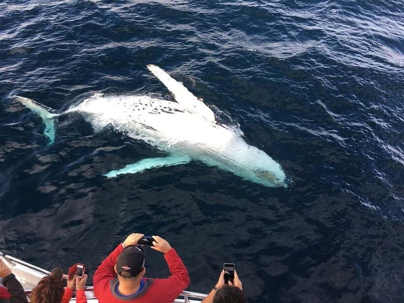 Trincomalee: Luxury Sailing Boat Dolphin and Whale Watching - Key Points