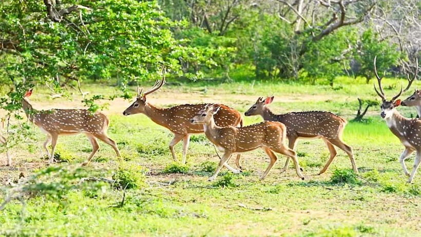 Trincomalee: Minneriya Safari & Sigiriya/Dambulla Transfer - Is This Tour Worth It?