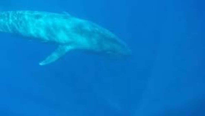 Trincomalee: Snorkeling Adventure with Whales - Key Points