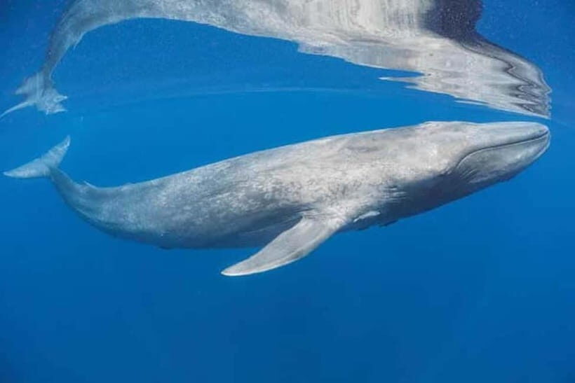Trincomalee: Snorkeling Adventure with Whales - The Sum Up