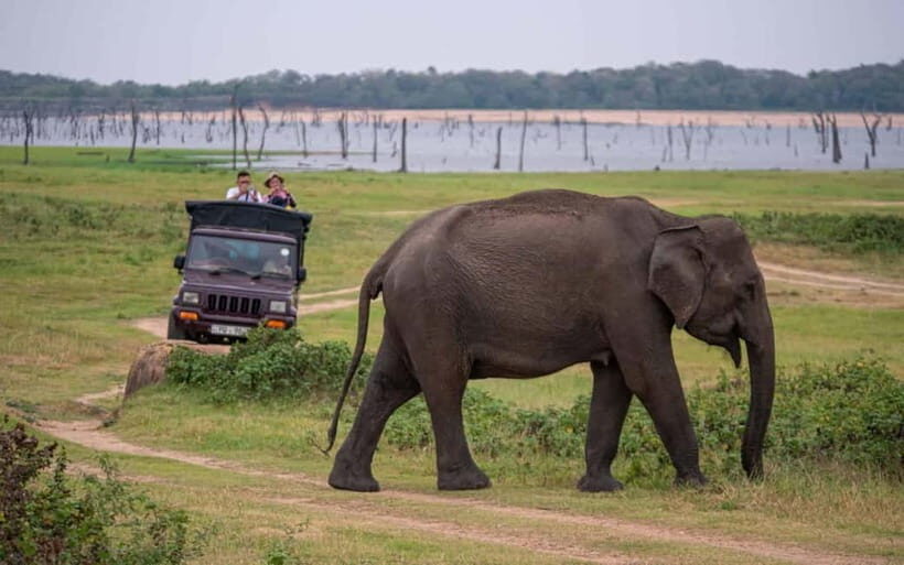 Trincomalee to Sigiriya:Rural Village Tour & Elephant Safari - Analyzing the Value and Practicalities