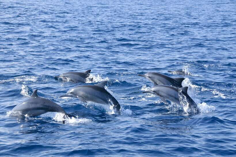 Trincomalee: Whale & Dolphin Safari Tour with Expert Guides - An In-Depth Look at the Whale & Dolphin Safari in Trincomalee