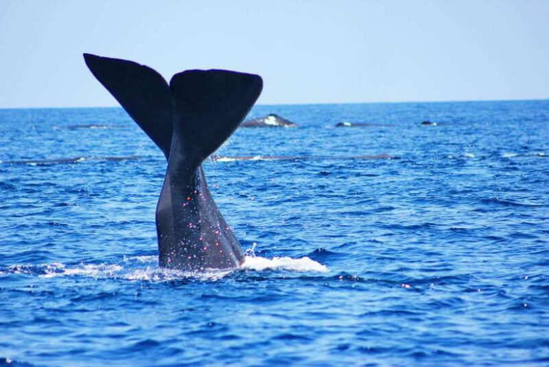 Trincomalee: Whale & Dolphin Safari Tour with Expert Guides - Key Points