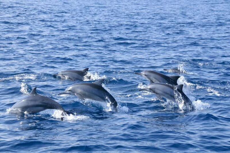 Trincomalee: Whale & Dolphin Safari Tour with Expert Guides - The Sum Up