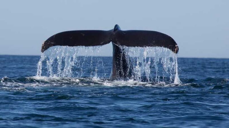 Trincomalee: Whale & Dolphin Safari Tour with Expert Guides - FAQ