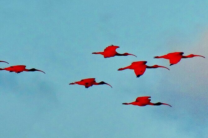 Trinidad and Tobago Flamingos, Scarlet Ibis Tour - What Reviewers Say
