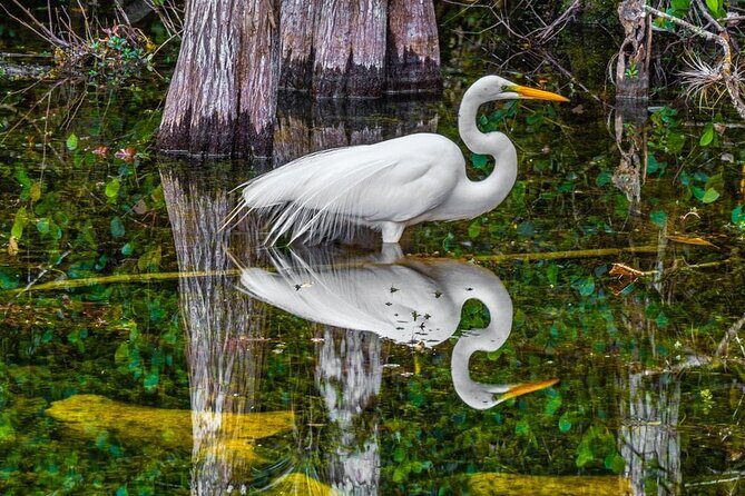 Trinidad and Tobago Flamingos, Scarlet Ibis Tour - FAQs