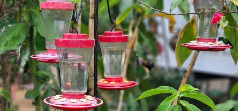 Trinidad: Birding Day Tour with Yerette and Caroni - Exploring the Full-Day Birding Experience in Trinidad